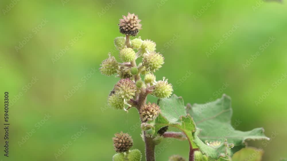 Eranda (Also called Ricinus communis, jarak, poison nut, bubble bush ...
