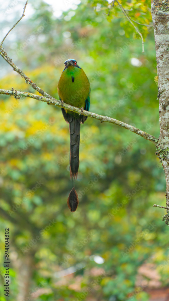 El momoto amazónico o momoto común3 (Momotus momota), también ...