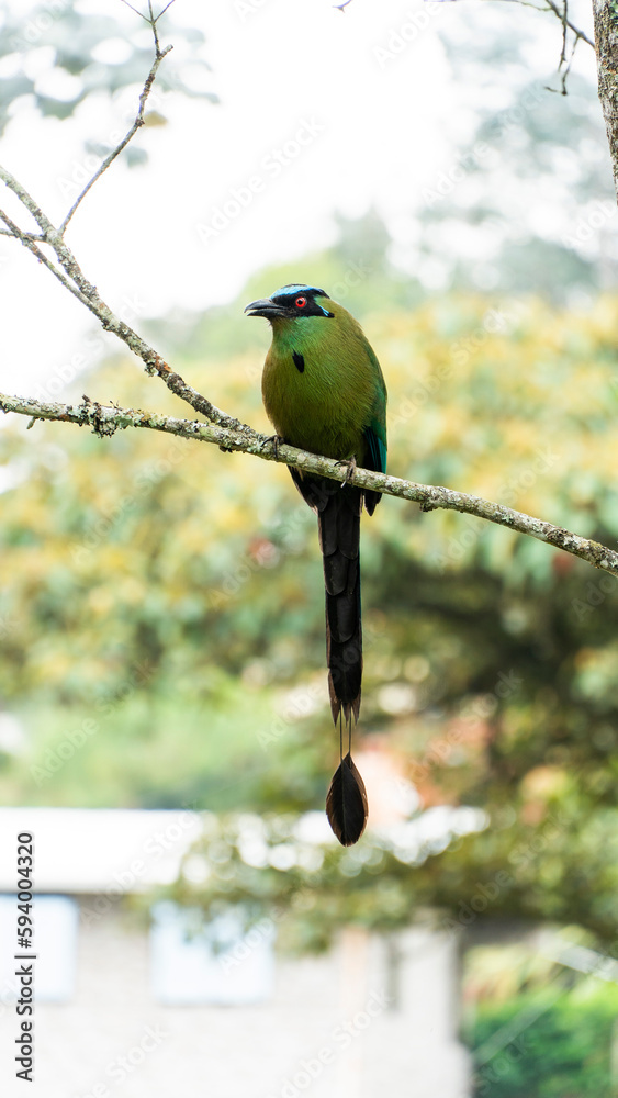 El momoto amazónico o momoto común3 (Momotus momota), también ...