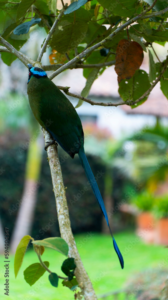 El momoto amazónico o momoto común3 (Momotus momota), también ...