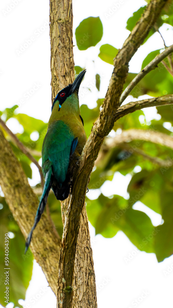 El momoto amazónico o momoto común3 (Momotus momota), también ...