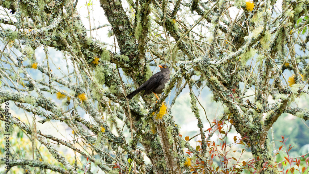 La paraulata morera, mirla patinaranja, o mirlo (Turdus fuscater) es ...