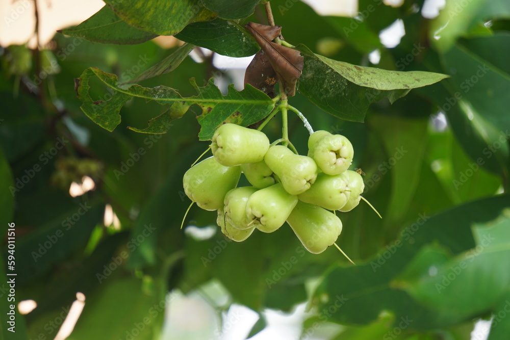 Foto Stock Syzygium aqueum (watery rose apple, water apple, bell fruit ...