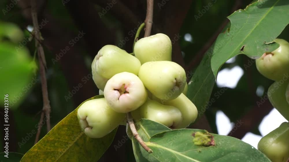 Syzygium aqueum (watery rose apple, water apple, bell fruit, jambu air ...