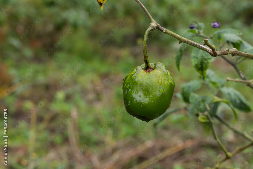 Photograph of the rocoto plant with green rocoto fruits. Concept of ...
