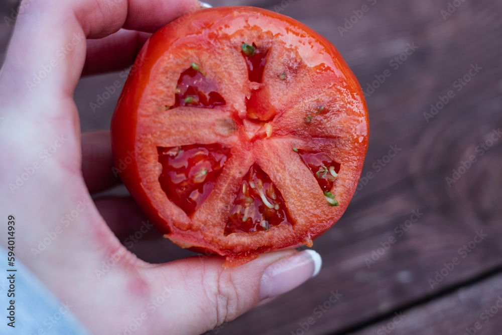 Tomato seeds sprouting inside a ripe tomato. Vivipary, Latin for Live ...