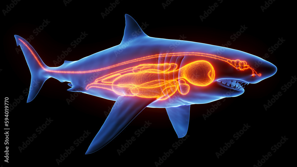 3d illustration of a great white shark's internal organs ilustração do ...