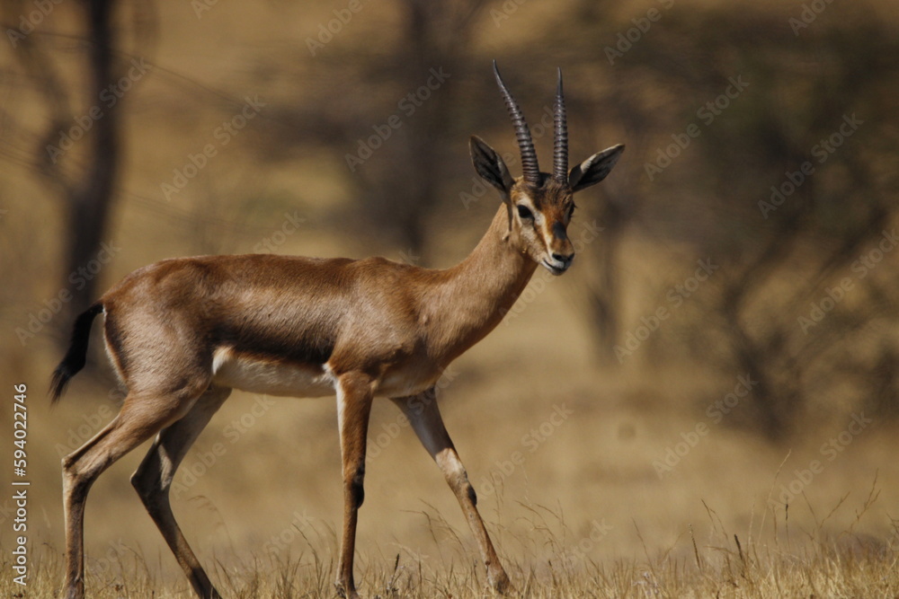 Beautiful Chinkara animal at mayureshwar wildlife sanctuary. Wall ...
