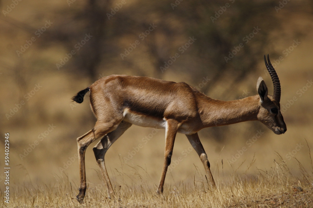 Beautiful Chinkara animal at mayureshwar wildlife sanctuary. Wall ...