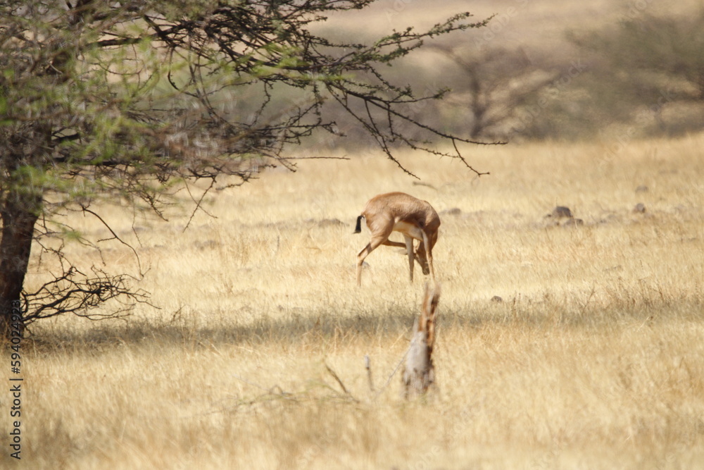 Beautiful Chinkara animal at mayureshwar wildlife sanctuary. Wall ...