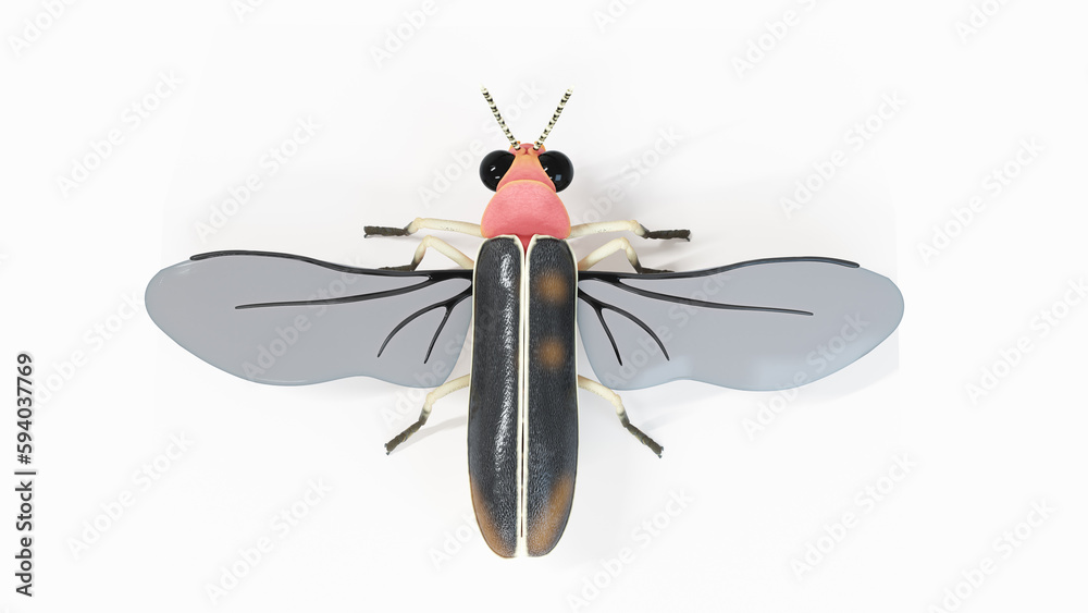 Lightning Bug Scientific Illustration