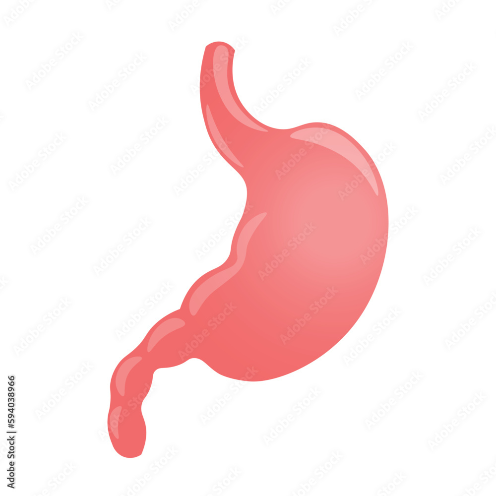 Human stomach responsible for food intake, body, belly, food, organism ...