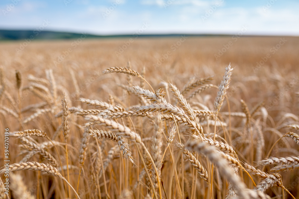 A fields of ripe wheat, ready for harvest. Typical summertime landscape ...