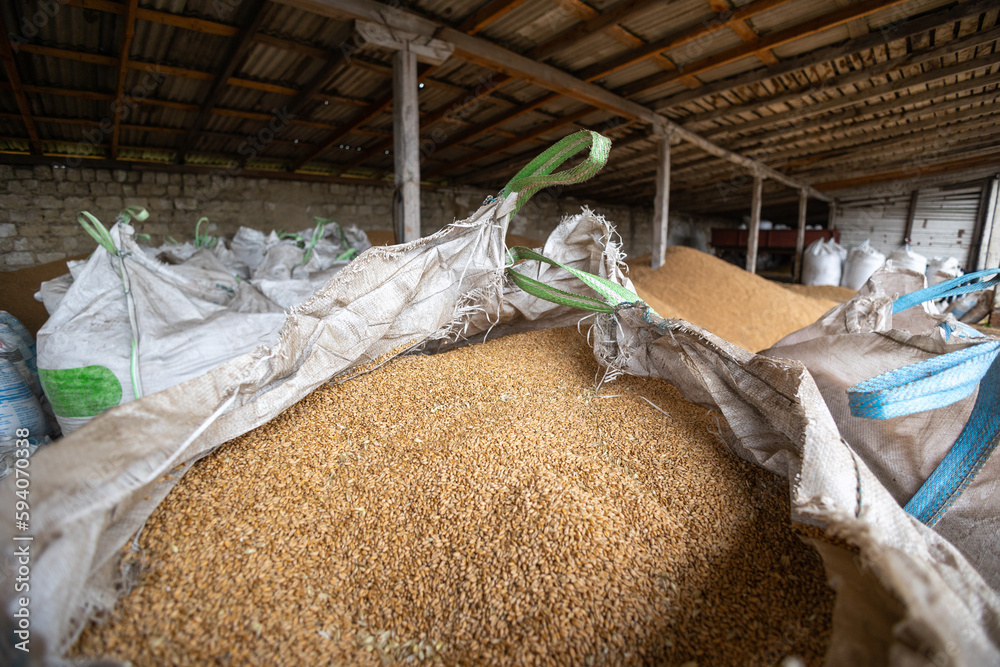 Piles and sacks of wheat grains drying at mill storage or grain ...