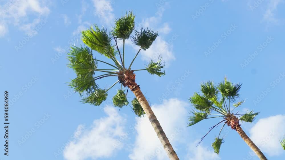 Tropical palm tree swings in wind against blue sky and white clouds. Summer vacation and nature ...