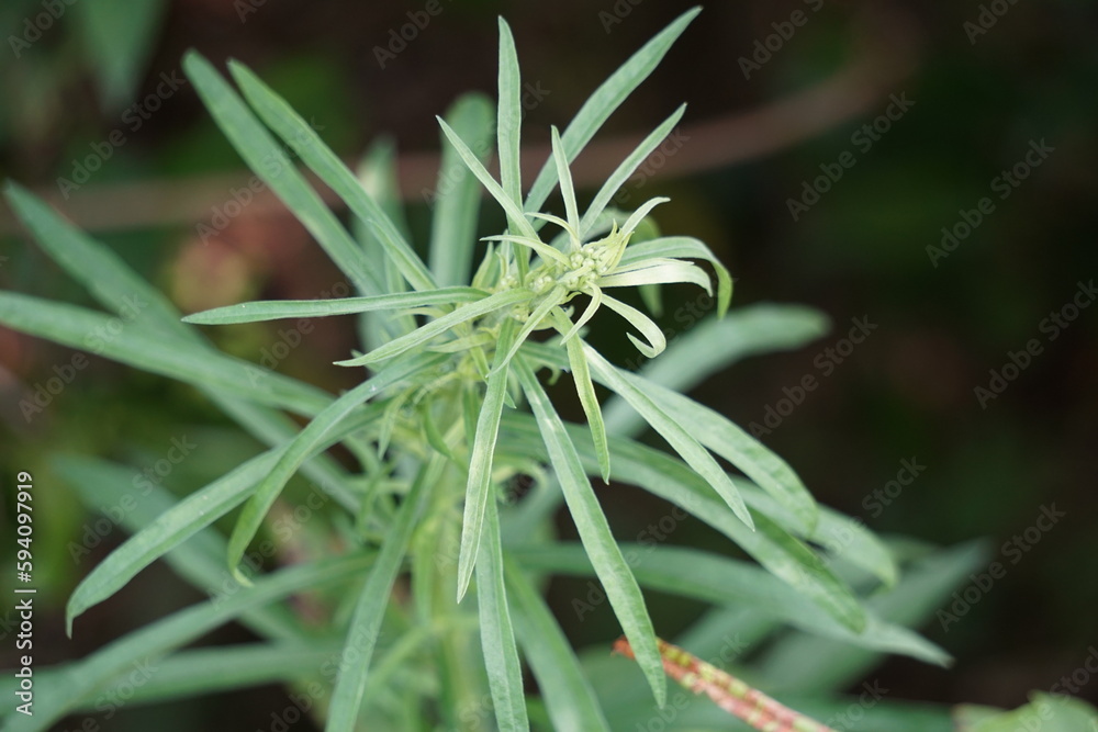 Green jelantir (Also called erigeron bonariensis, monyenyen, erigeron ...