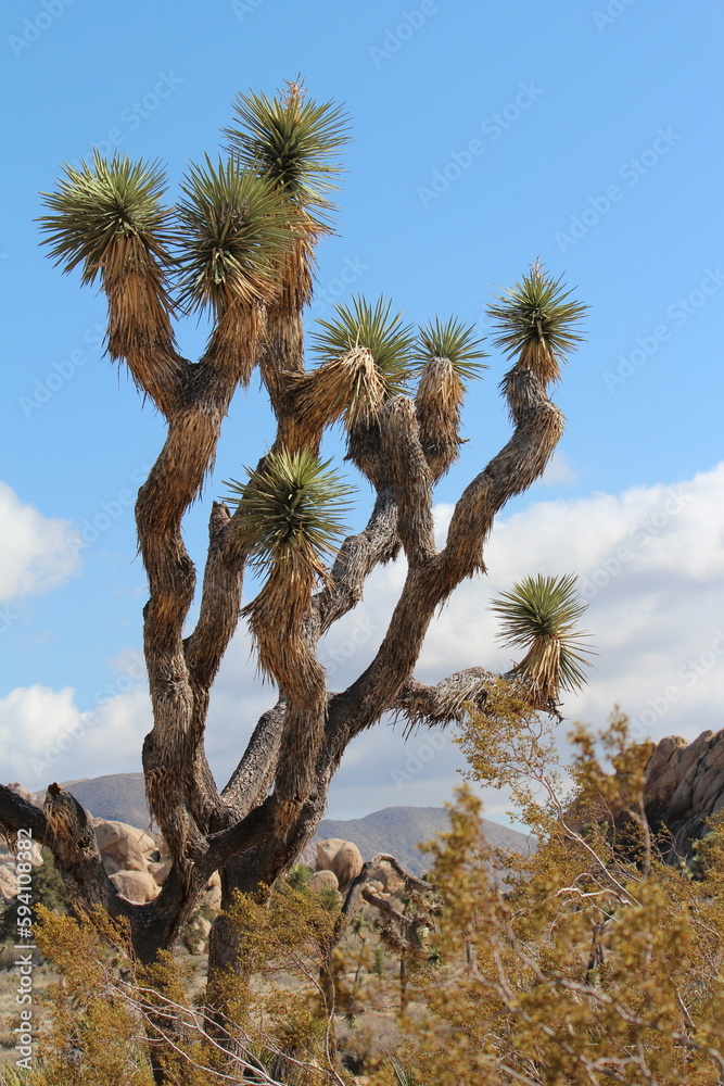 A closeup isolated photo of one joshua tree. The Yucca brevifolia (also ...