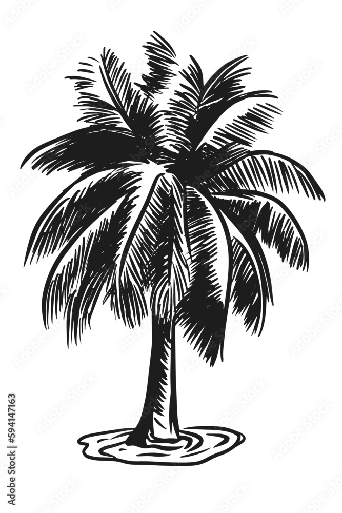 Hand drawn vector illustration of palm tree. Isolated on white ...