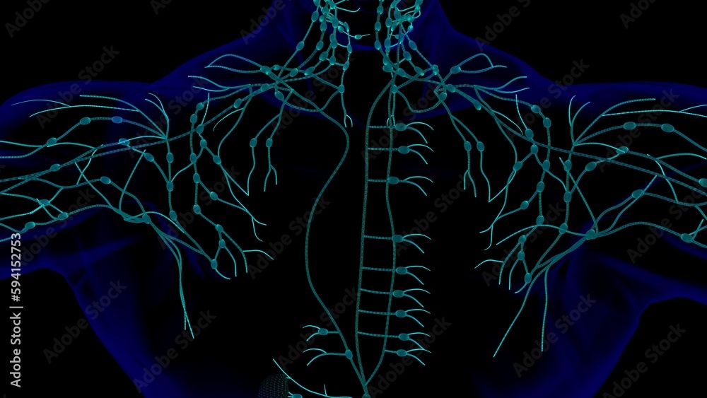 Human lymph nodes anatomy for medical concept 3D rendering with wire ...