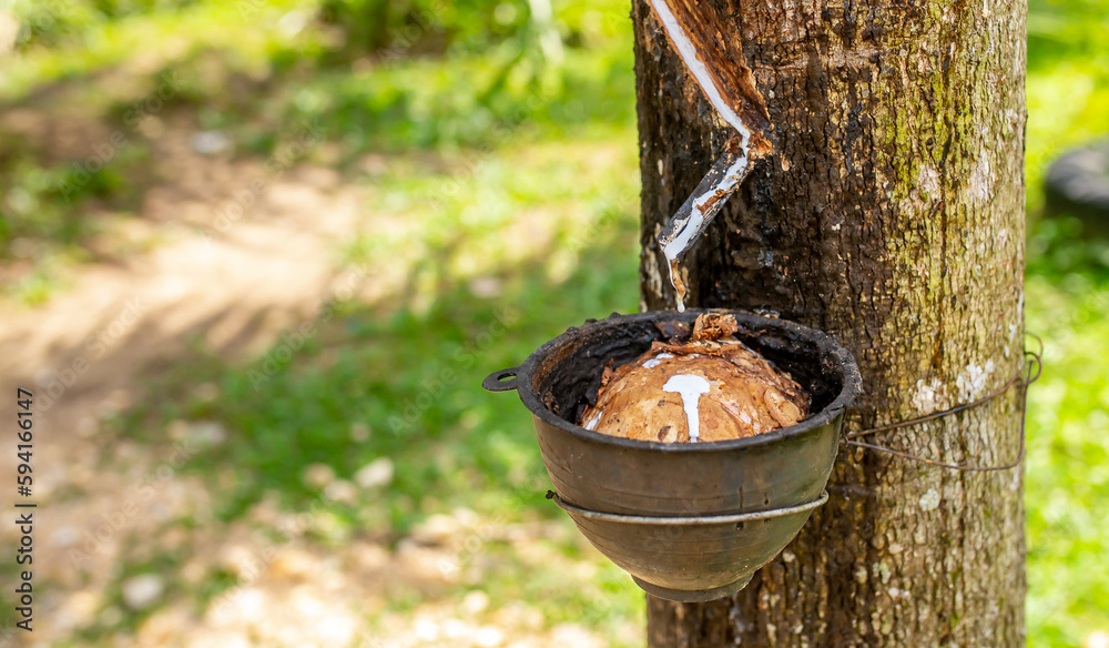 Foto de Milky latex extracted from the rubber tree Hevea Brasiliensis ...