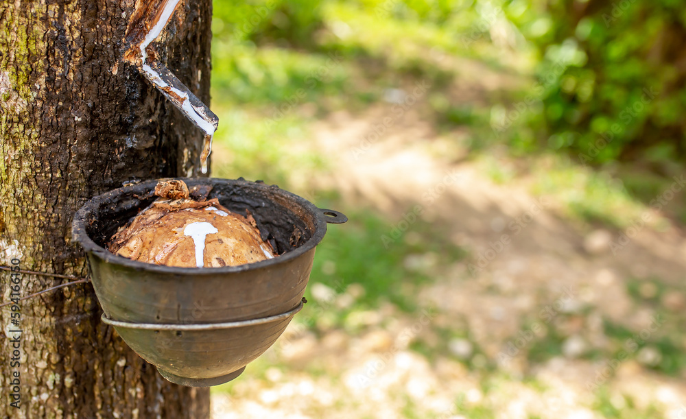 Foto de Milky latex extracted from the rubber tree Hevea Brasiliensis ...