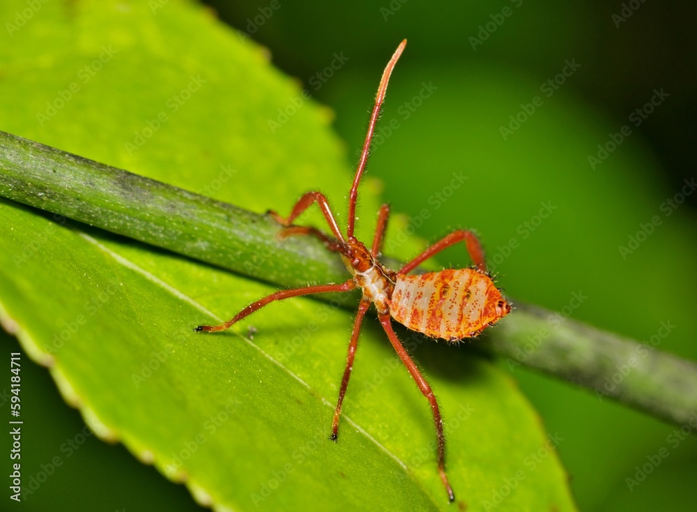 Leaf-Footed bug nymph (Acanthocephala) crawling along a plant stem ...