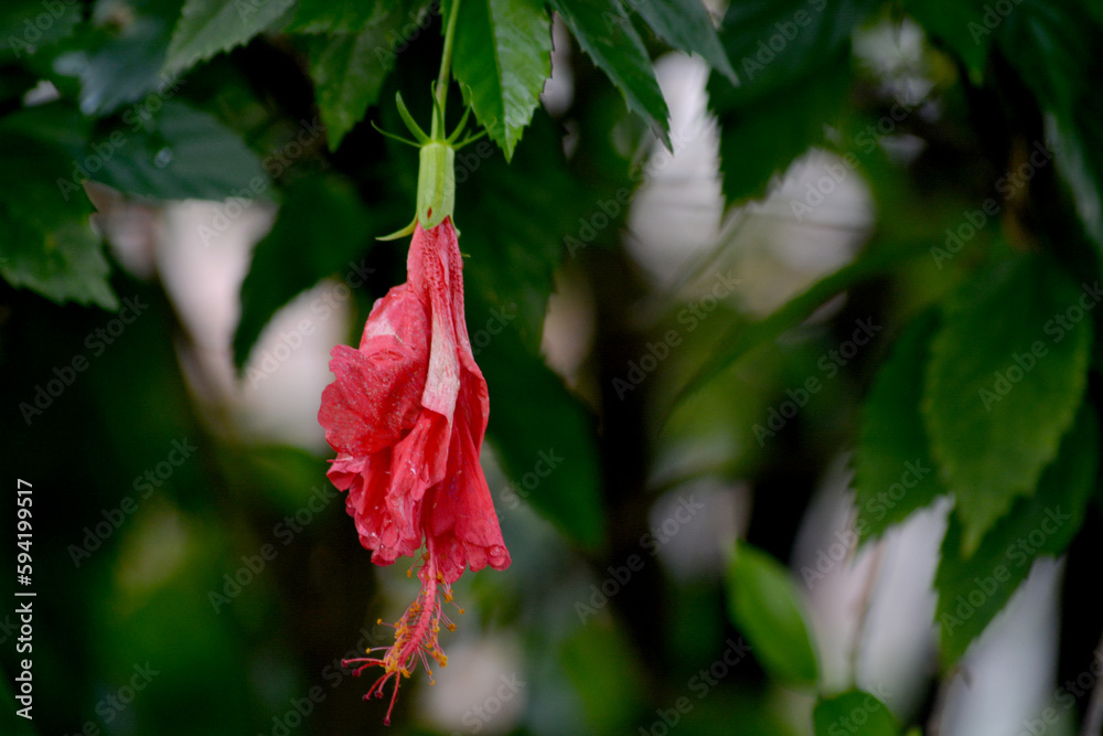 The flower of Hibiscus rosa sinensis, known colloquially as Chinese ...