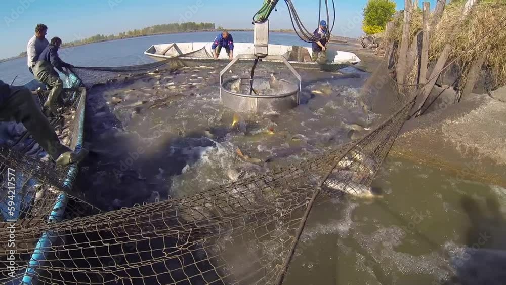 Mobile Crane Arm Lifts the Fish out of the Pond - Carp Harvesting ...