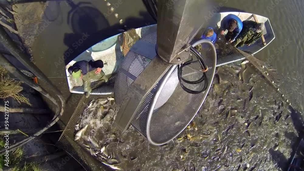 Carp Harvesting Action Shot - Aquaculture. A Mobile Crane Arm Lifts the ...