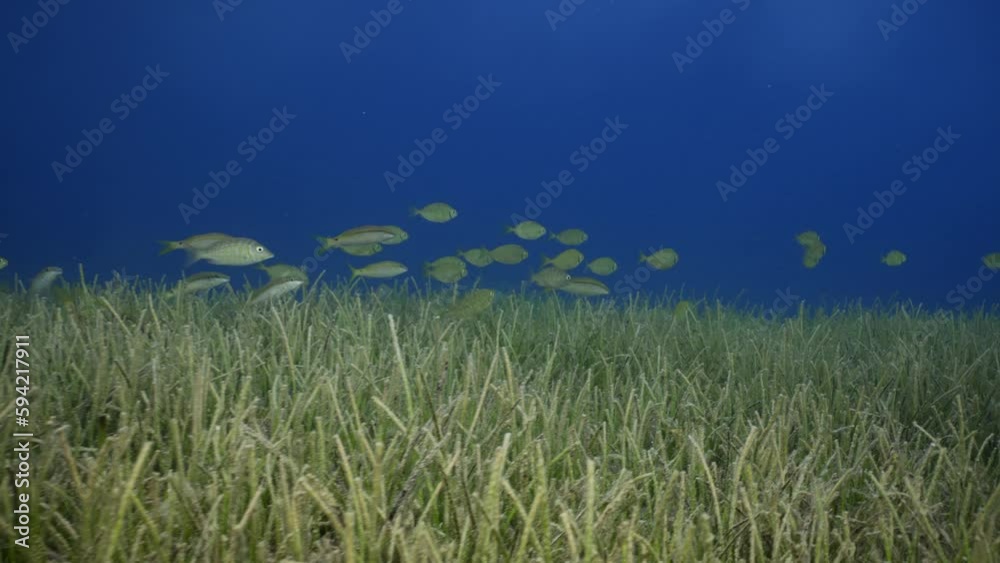 Shoal of tropical fish of different species swims over seagrass meadow ...