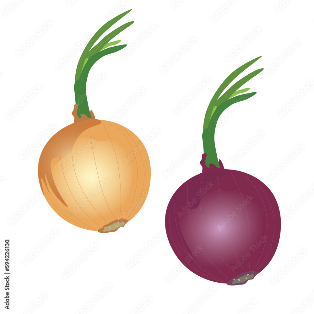 Onion vector set. Onion, red onion with sprouts and leaf. Flat vector ...