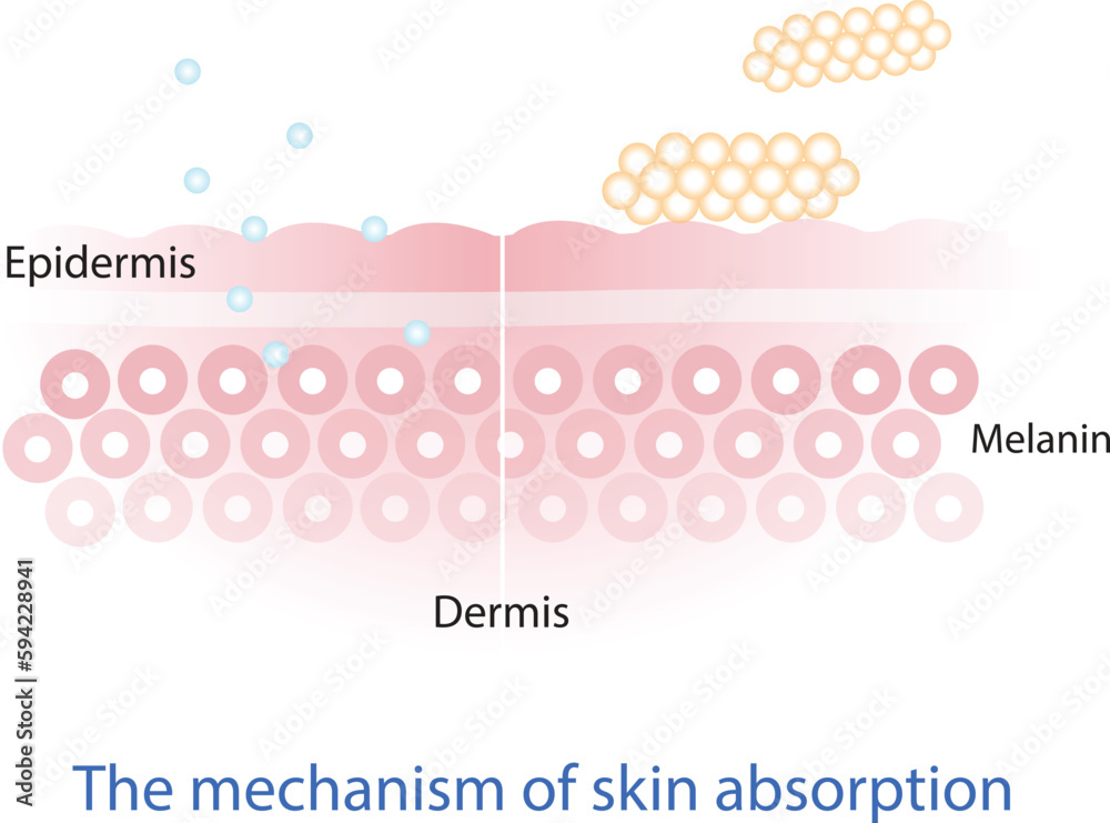 The mechanism of nutrient absorption through skin layer vector on white ...