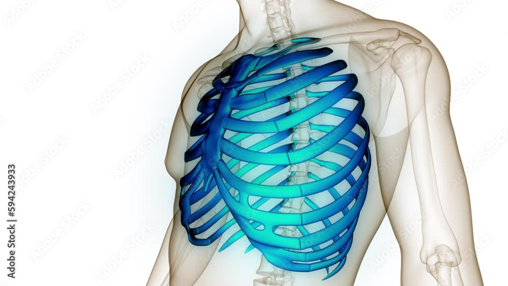 Human Skeleton System Rib Cage Bone Joints Anatomy Animation Concept ...