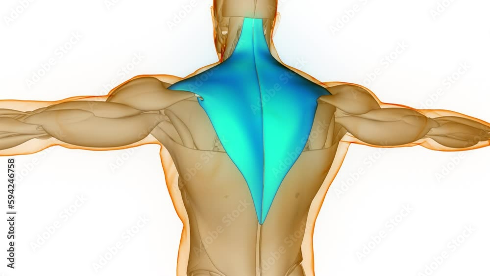 Human Muscular System Torso Muscles Trapezius Muscle Anatomy Animation ...