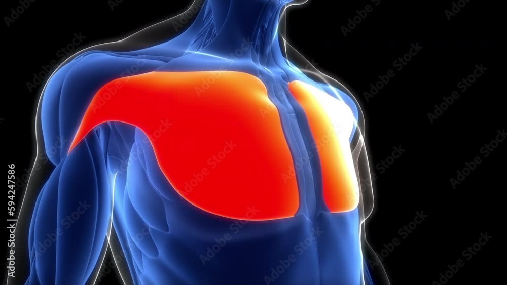 Human Muscular System Torso Muscles Pectoral Muscles Anatomy Animation ...