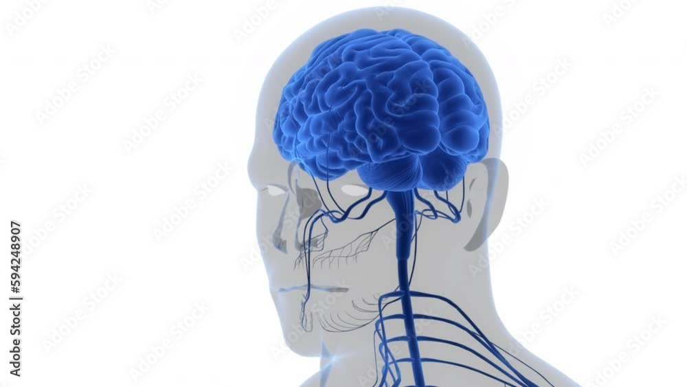 Central Organ of Human Nervous System Brain Anatomy Animation Concept ...