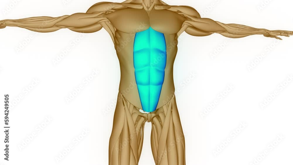 Human Muscular System Torso Muscles Rectus Abdominis Muscle Anatomy ...