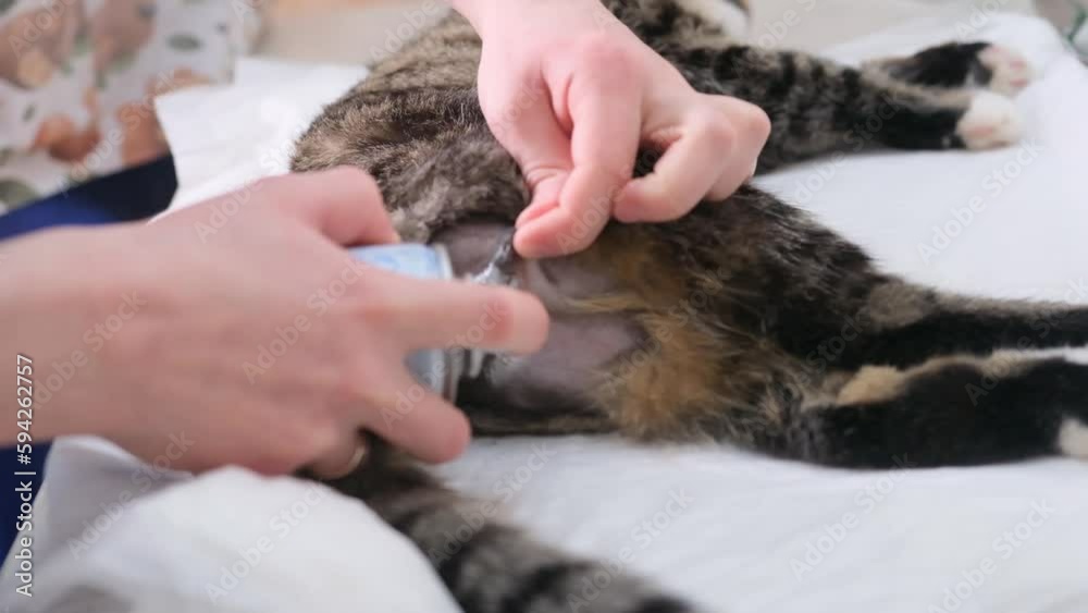 the cat after the castration operation, the doctor treats the wound ...
