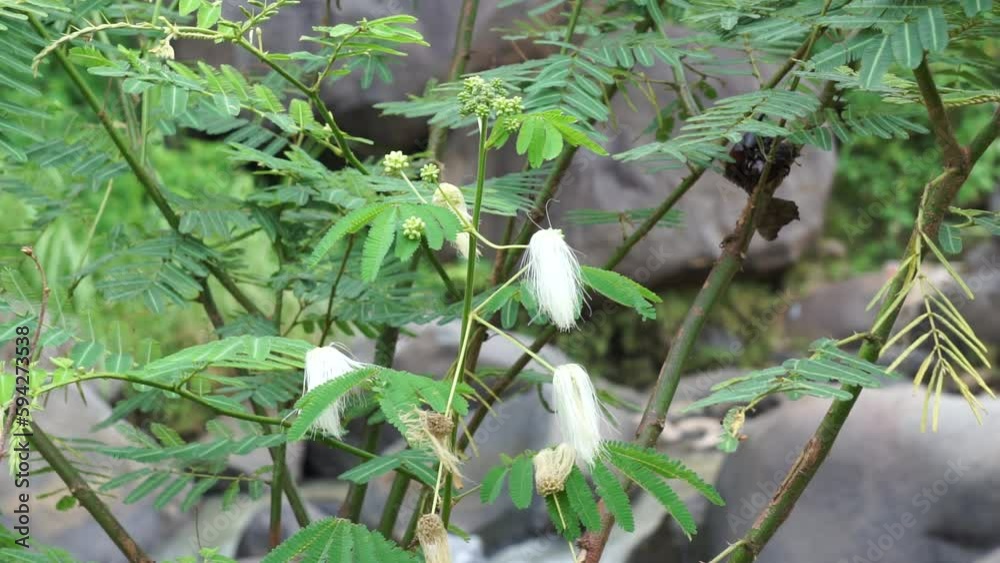 Kaliandra putih (Calliandra tetragona, Zapoteca tetragona) flower ...