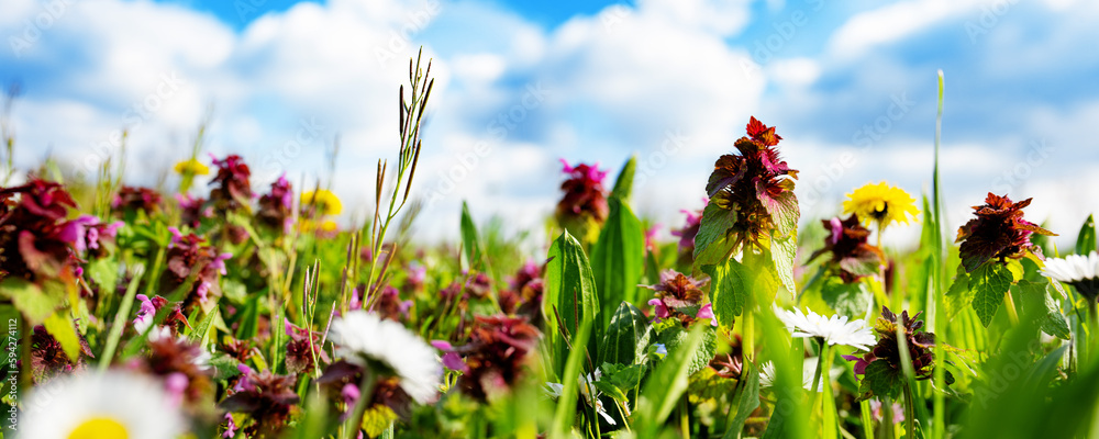Spring landscape with flowers in a meadow and sunny blue sky. Seasonal ...