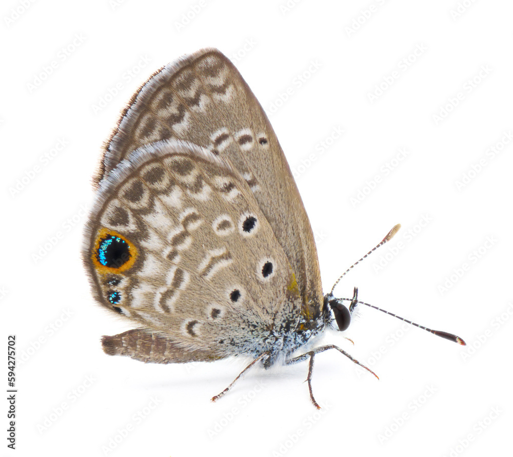 ceraunus blue butterfly - Hemiargus ceraunus - is a widespread ...