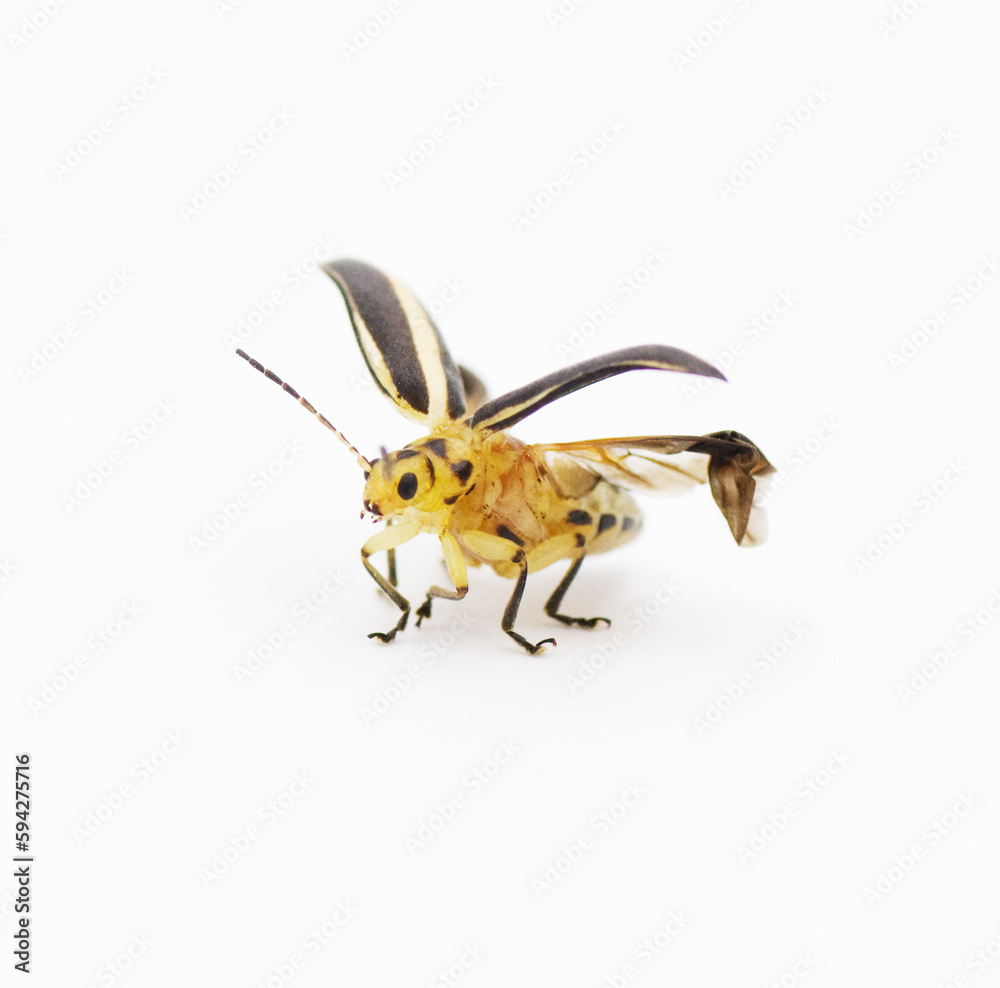 Derospidea brevicollis is a species of skeletonizing leaf beetle in the ...