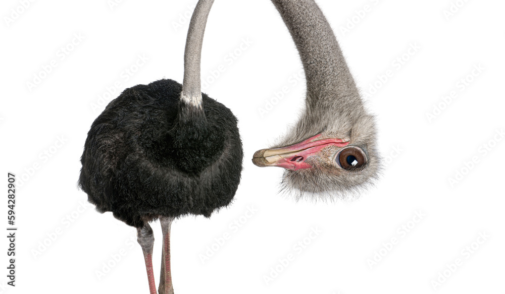 Portrait of a funny and cute Male ostrich upside down; head down. with ...