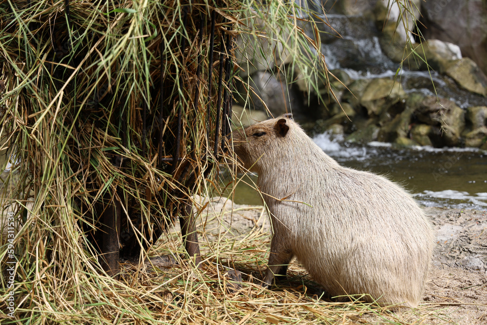 The Capybara giant rat is cute animal in garden Stock Photo | Adobe Stock