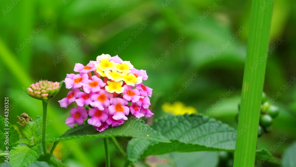 Lantana camara (tahi ayam, sailara, tembelekan, common lantana, big ...