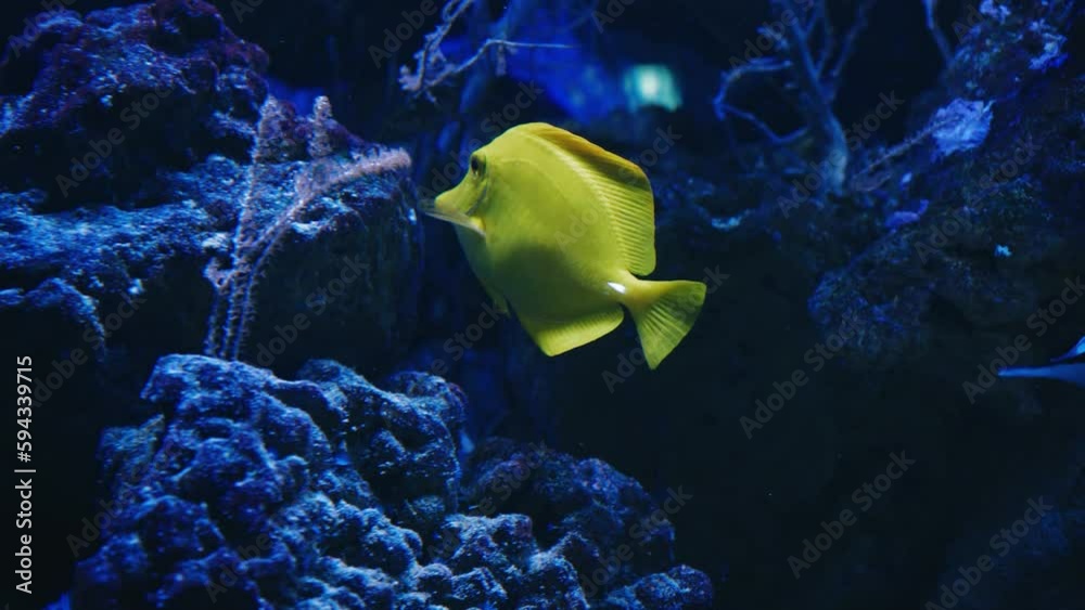 Beautiful exotic yellow fish on the background of corals underwater in ...