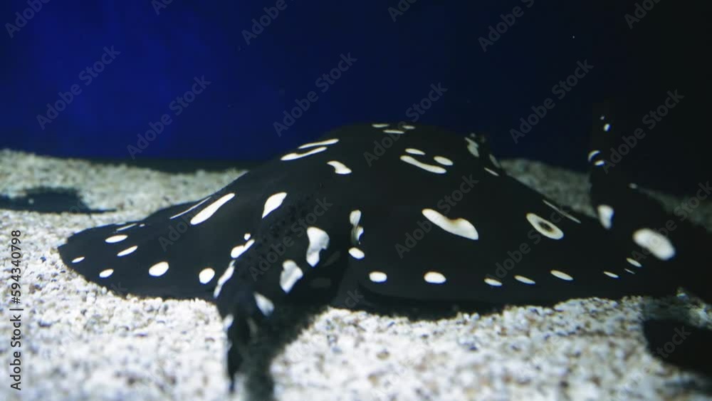 Vidéo Stock An electric stingray swims on a sandy bottom. Underwater ...