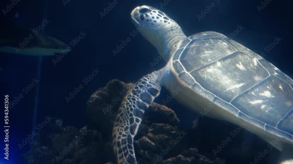 Vidéo Stock Marine life of a tropical turtle in the wild. A sea turtle ...