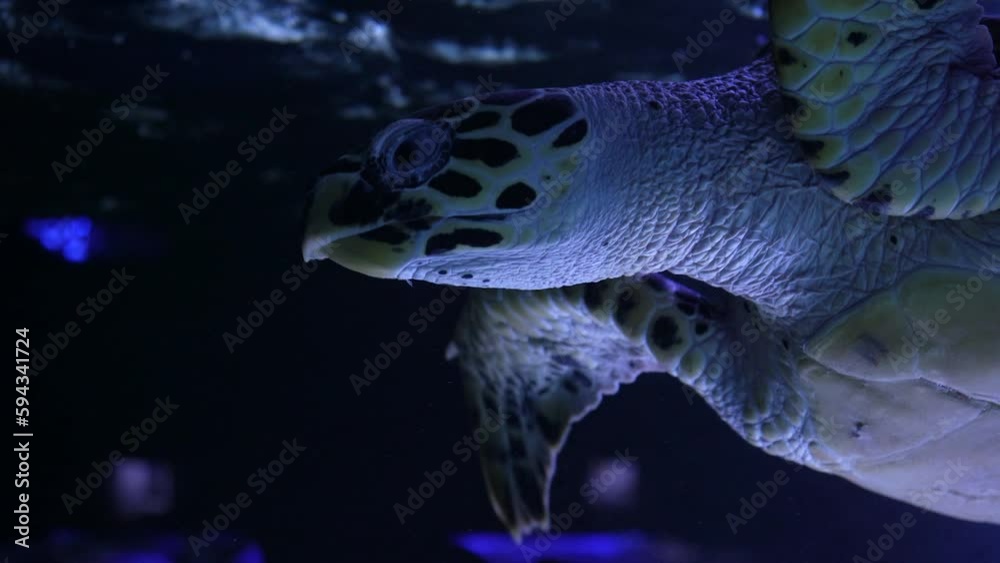Wild animal of the ocean. Marine tropical life in shallow water. A ...