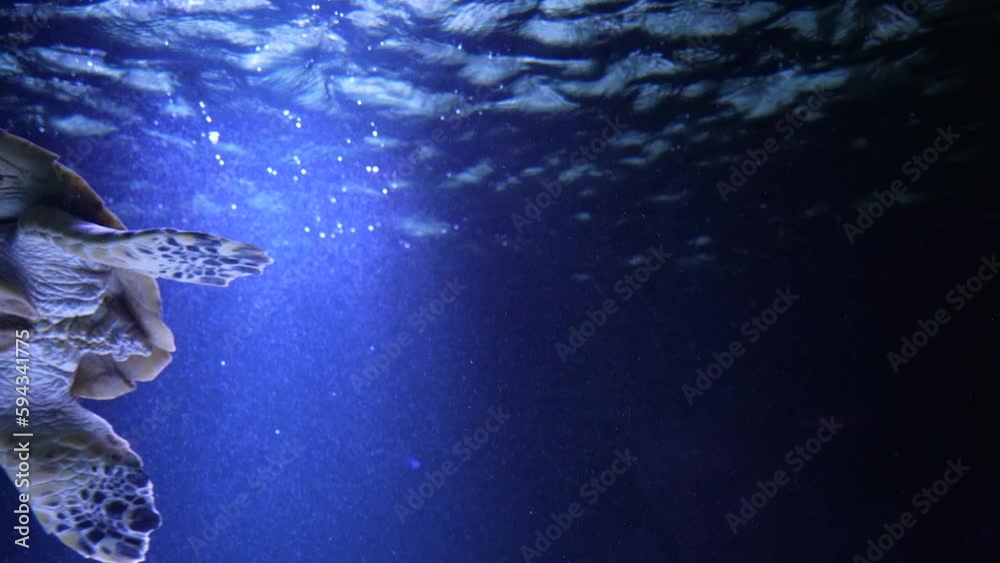 Wild animal of the ocean. Marine tropical life in shallow water. A ...